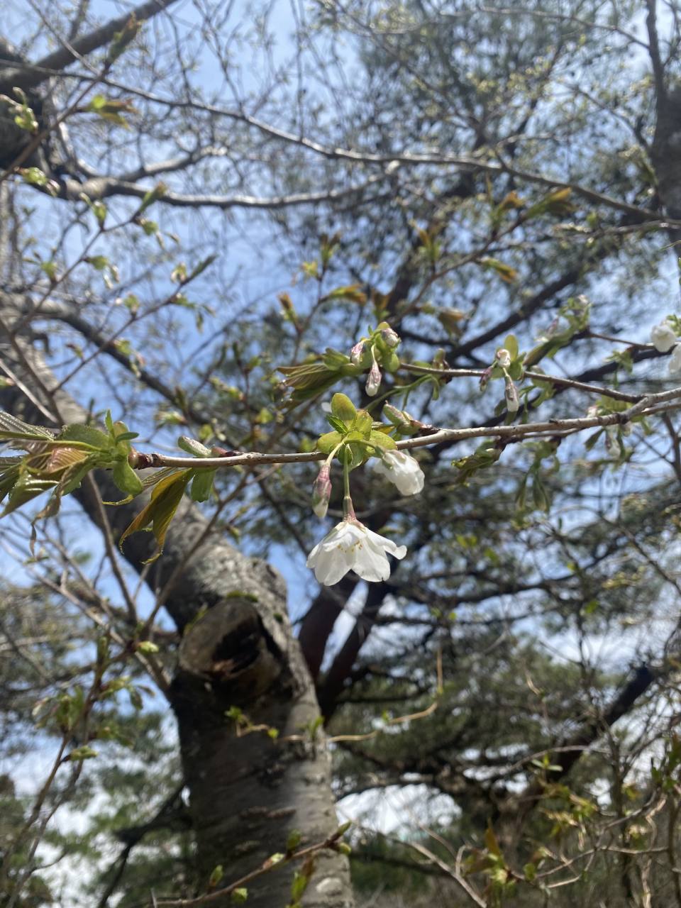 Spring on Rokkosan | 六甲山ビジターセンター