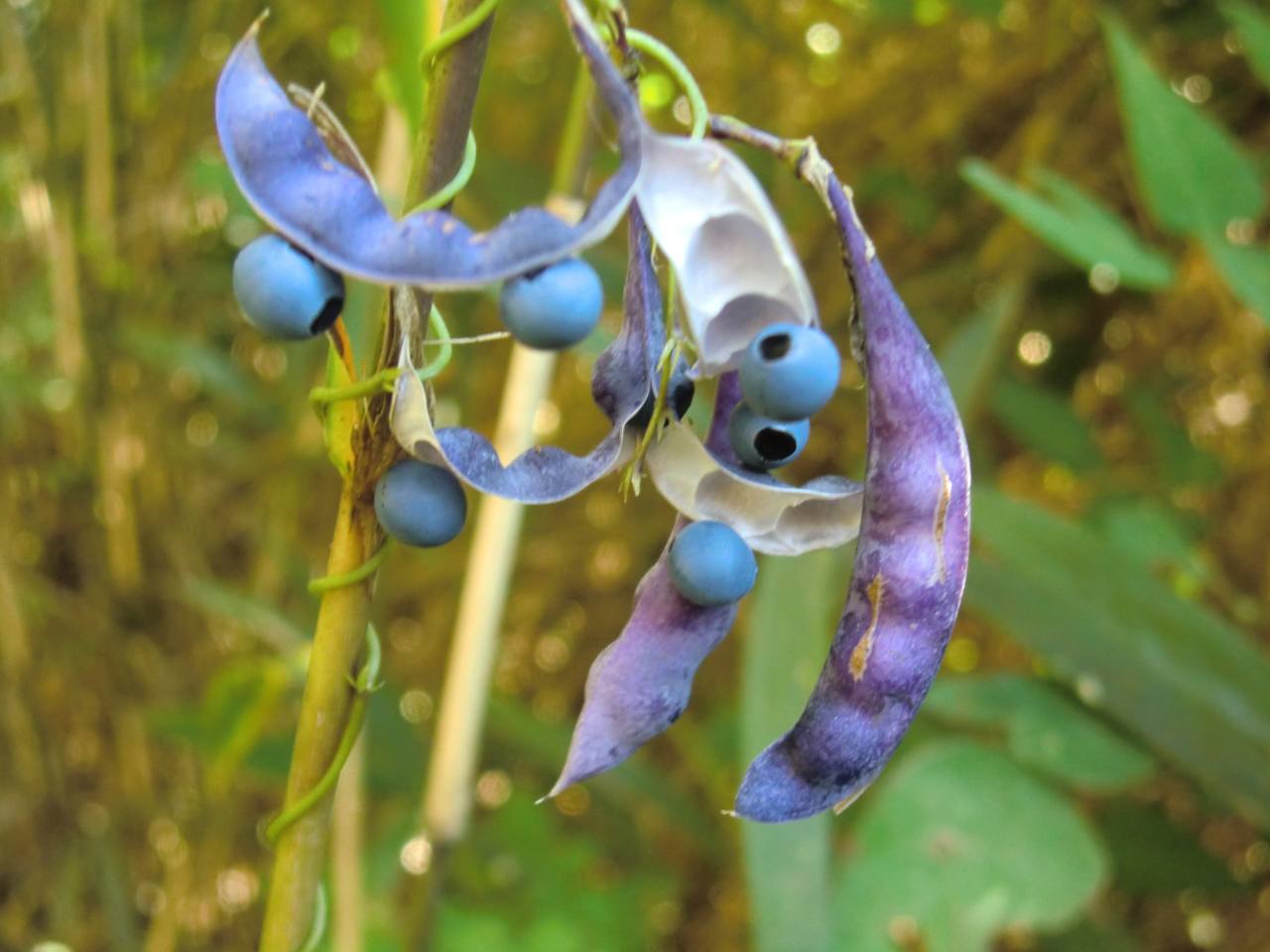 少し紅葉が進んできました | 六甲山ビジターセンター